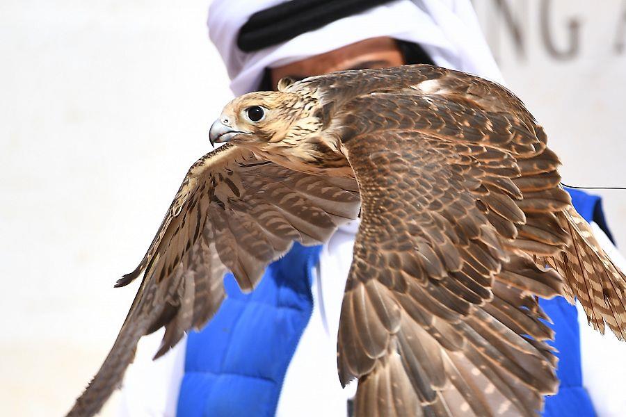 Saudi Falcons Club Launches King Abdulaziz Festival of Falconry