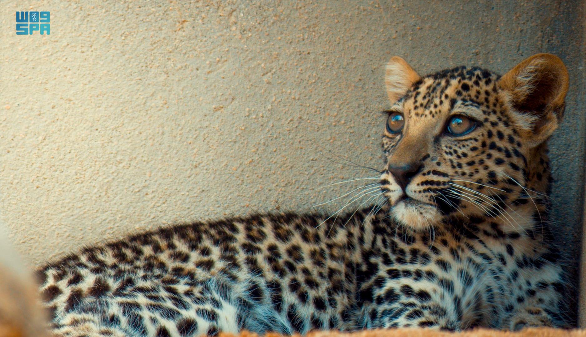 تقرير / في يوم النمر العربي.. المملكة تقدم نموذجاً مميزاً لحمايته ...