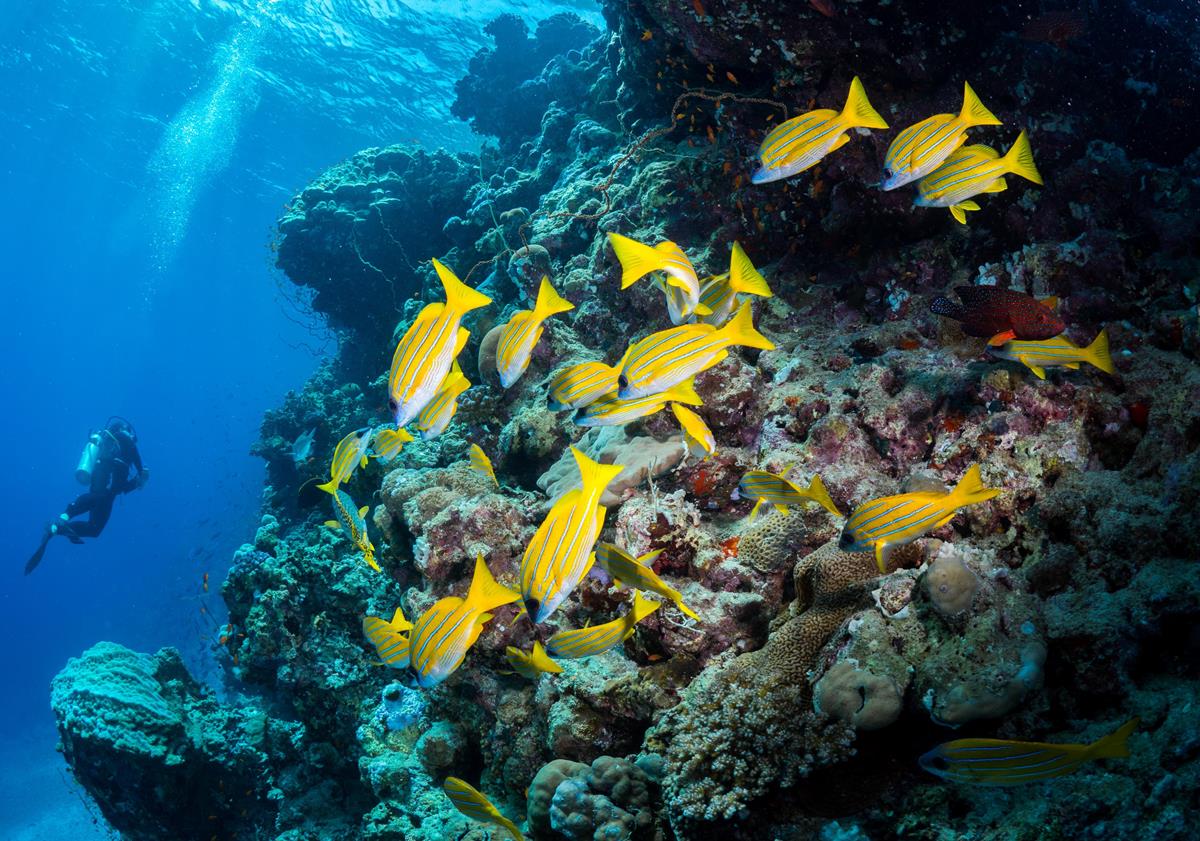 Red Sea Joins Global Luxury Travel Group Virtuoso