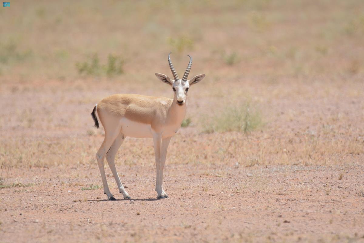 La gazelle d'Arabie (Al-Reem) est l'une des rares créatures les plus ...