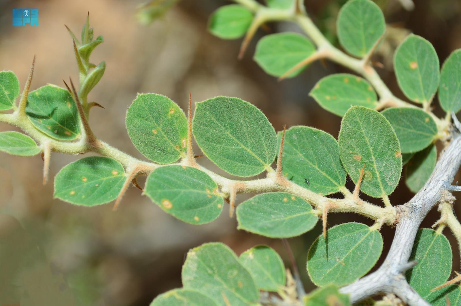 "Sidr" Among Most Famous, Oldest Trees with About 40 Different Varieties