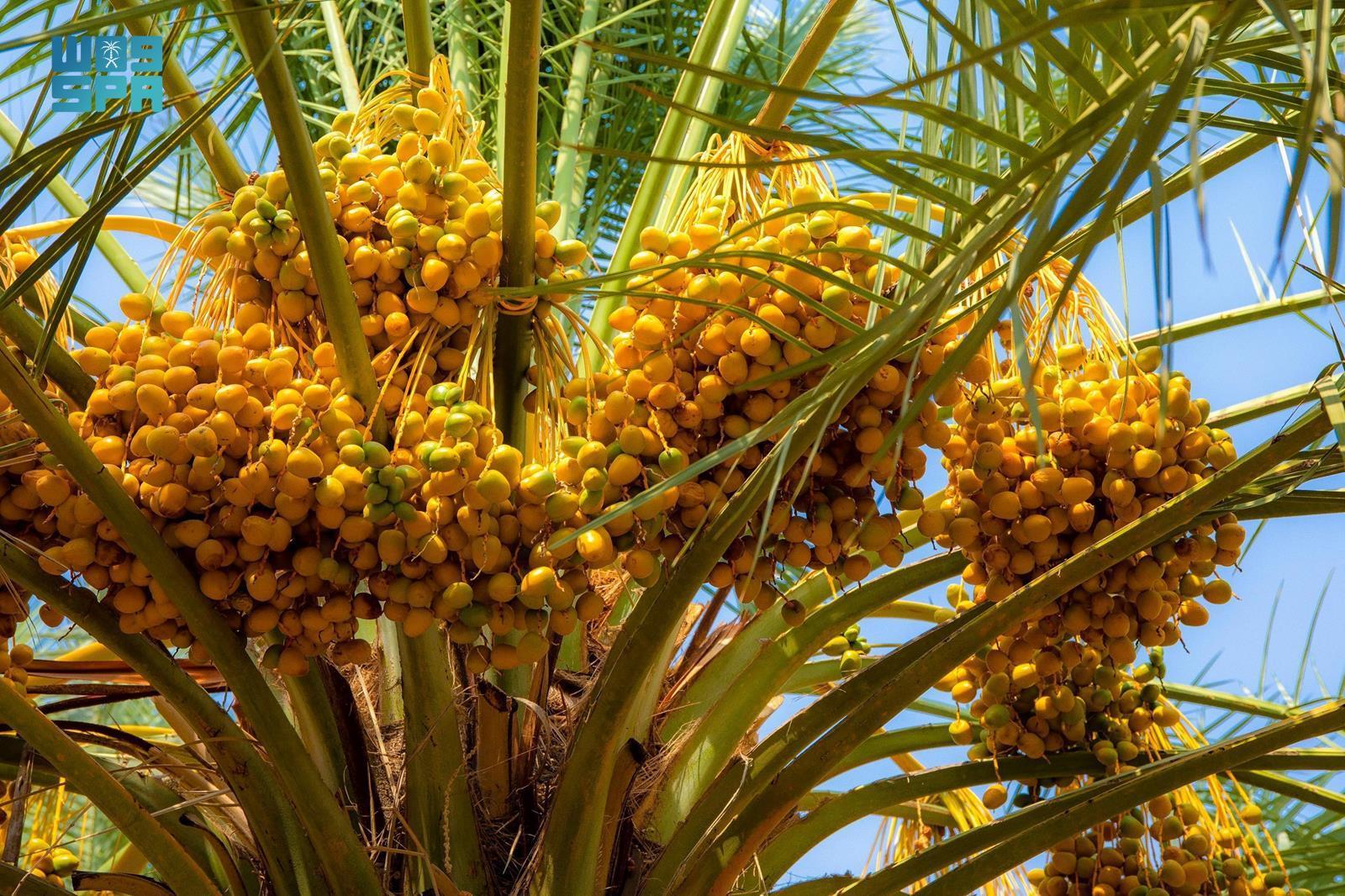High Number of Palm Trees in Qassim Helps Sales at Buraydah Dates Festival
