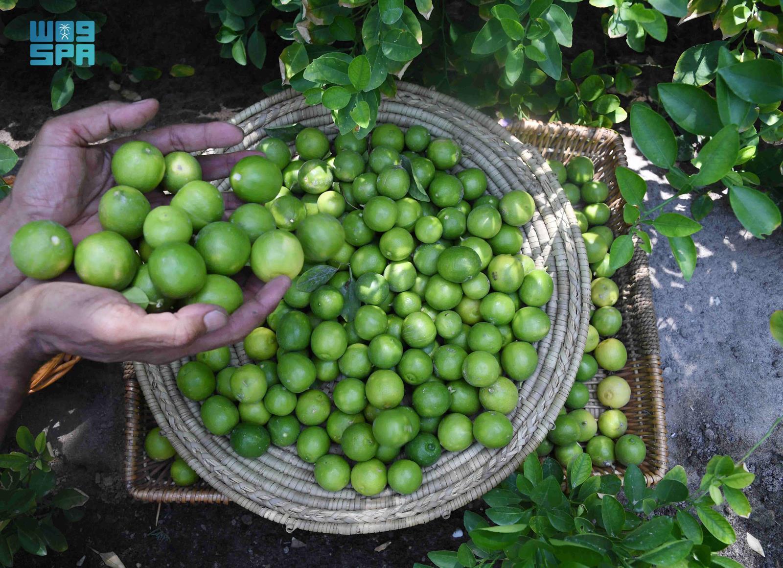 سياحة وترفيه / الليمون الحساوي يُعزز أسواق الخضار والفواكه بالمنطقة ...