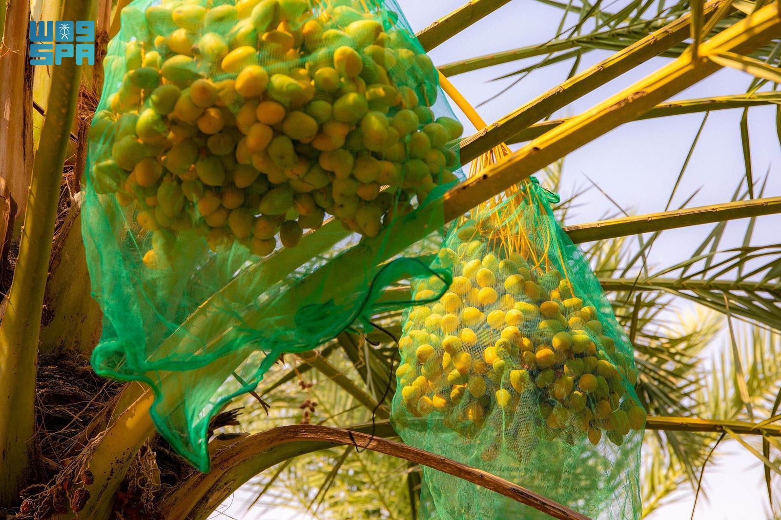 High Number of Palm Trees in Qassim Helps Sales at Buraydah Dates Festival
