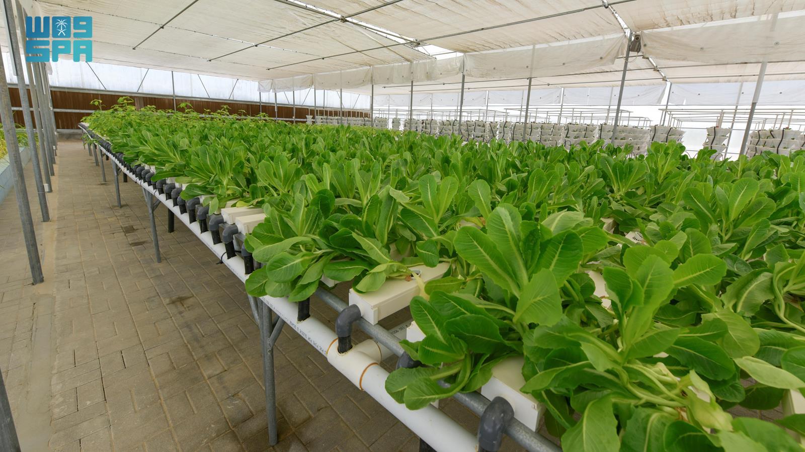 Saudi Irrigation Organization Uses Aquaponics to Reduce Water Consumption