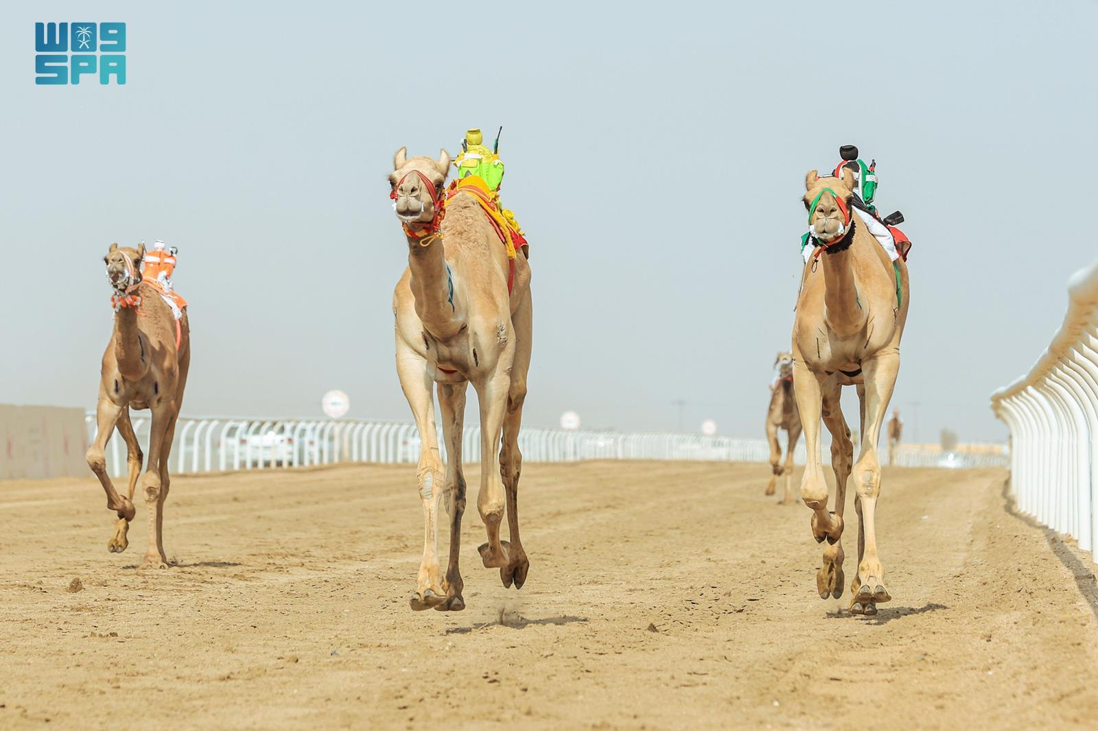 Taif to Host International Camel Racing Federation Meetings with ...