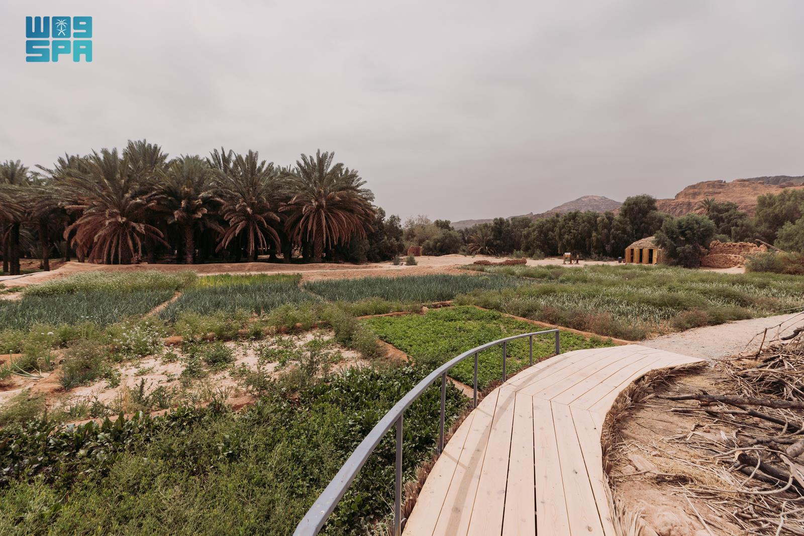 AlUla Wellness Festival Unveils Array of Innovative Nature-Centric ...