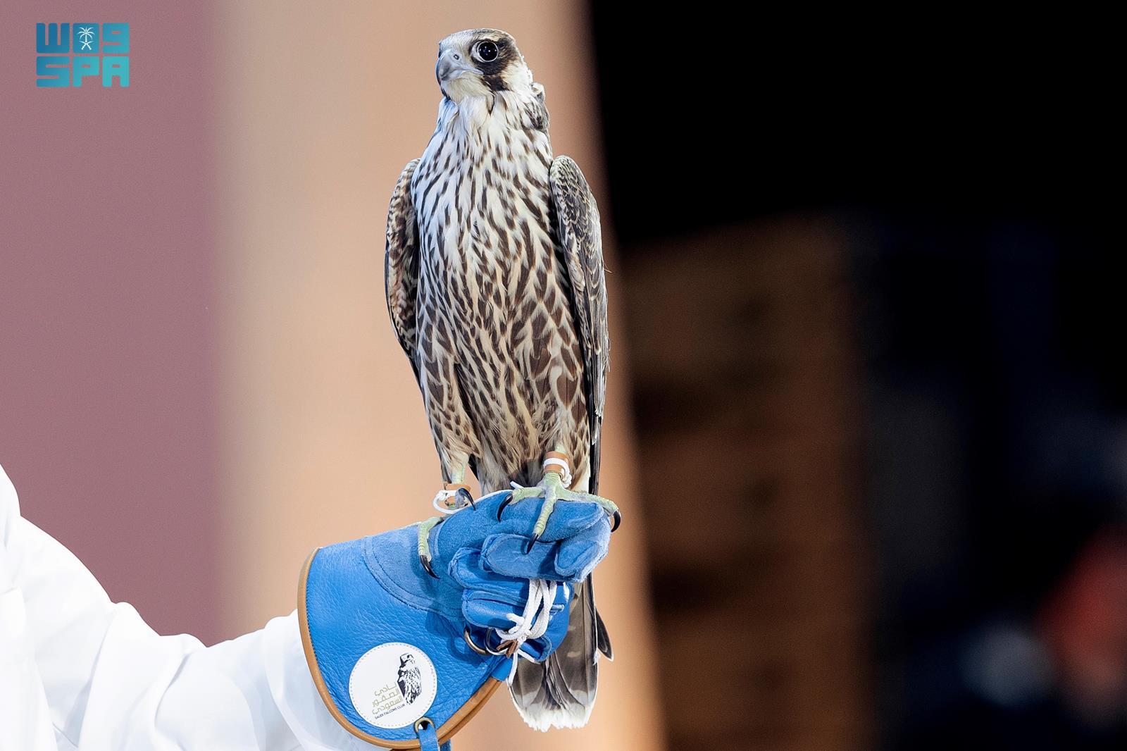 Two Peregrine Falcons Sold for SAR174,000 at Saudi Falcons Club Auction ...