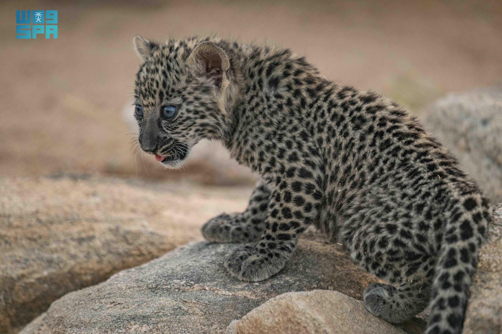 Royal Commission for AlUla: 7 Endangered Arabian Leopard Cubs Born in ...