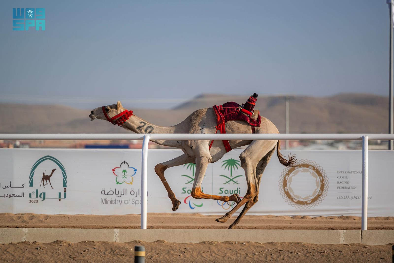 Saudi Camels Lead in 2023 Saudi Olympic Camel Cup Competitions