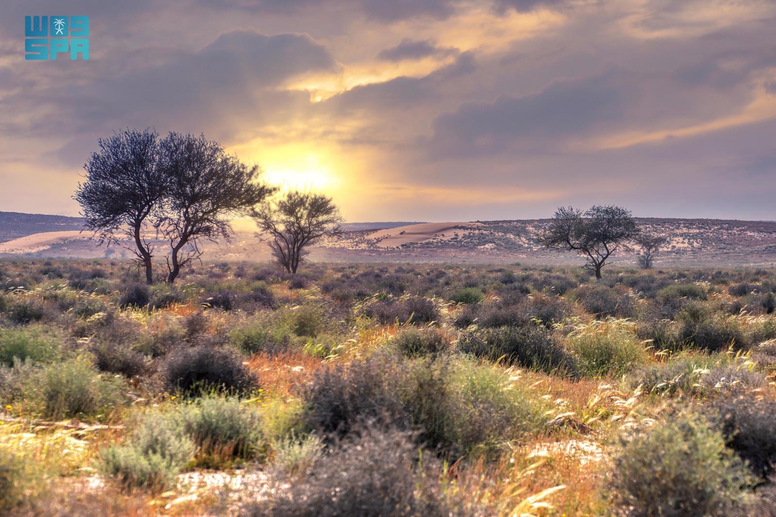 Arfaj, A Perennial Shrub that Helps the overall Ecosystem