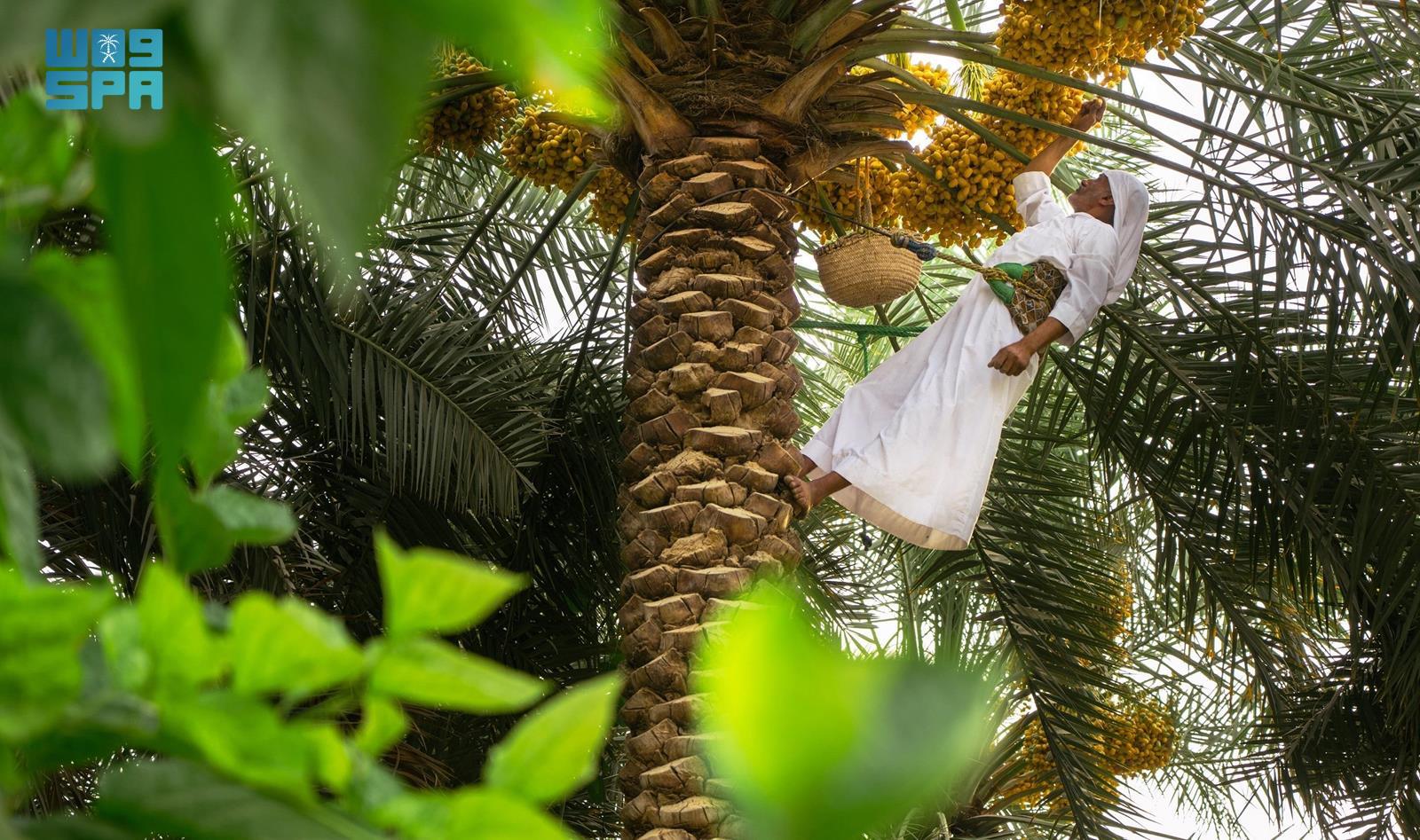 PIF Announces Dan Company to Specialize in Agri and Ecotourism, in ...