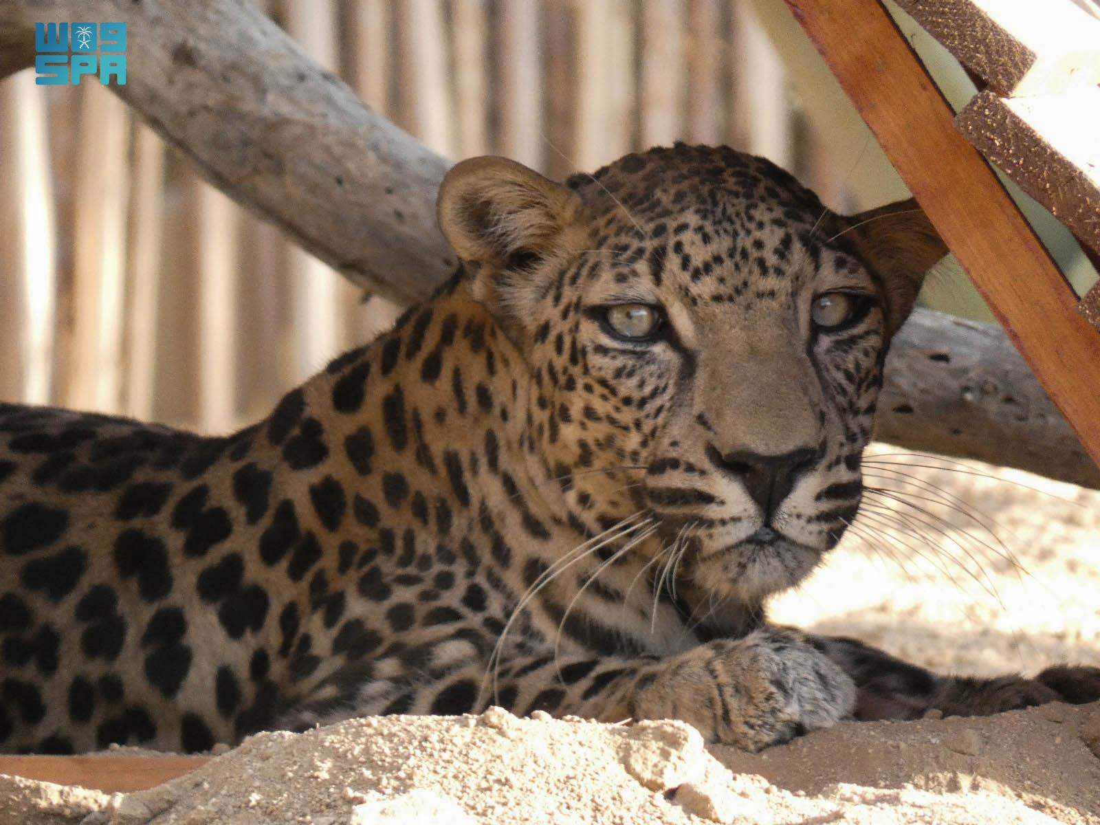 Royal Commission for AlUla Announces Arrival of New Leopard in Taif