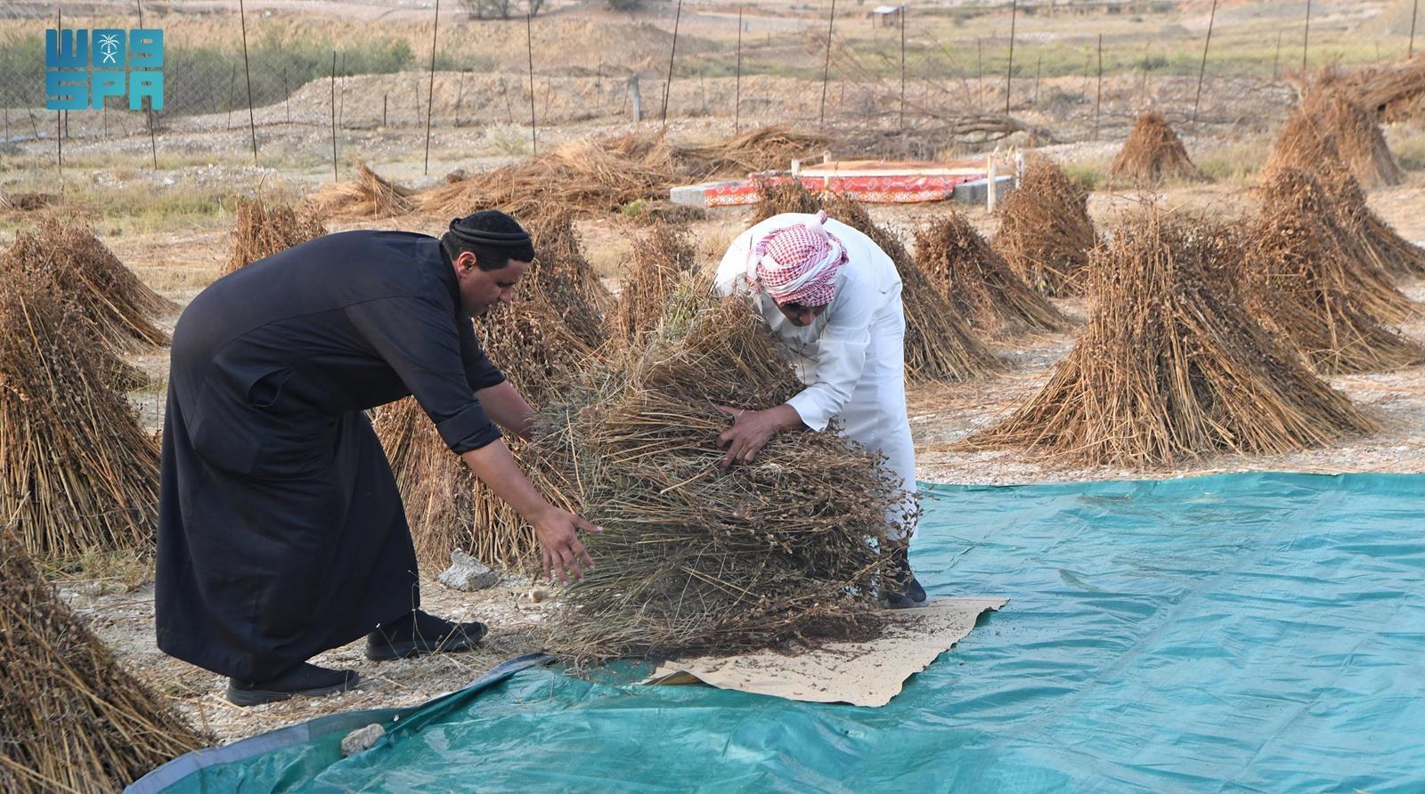 Sesame Plant Thrives in Asir Region during Winter