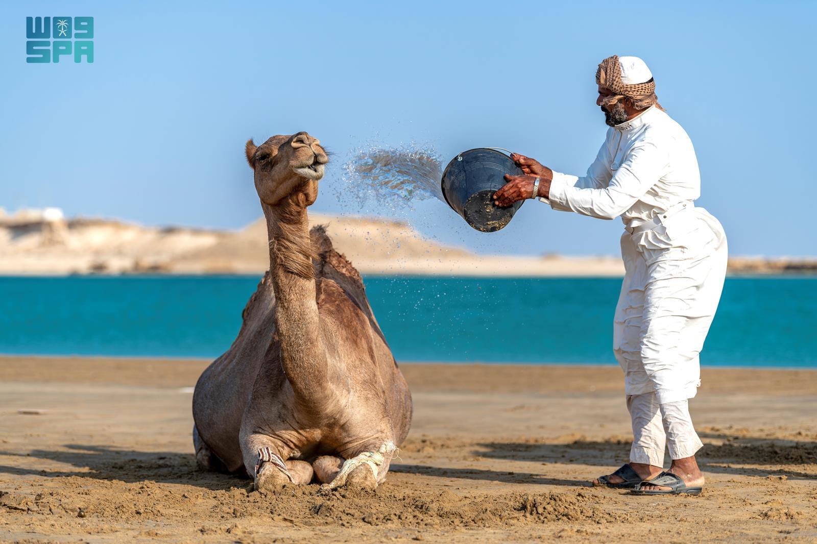 Year of the Camel: Honoring the Heritage and Resilience of Arabic Culture
