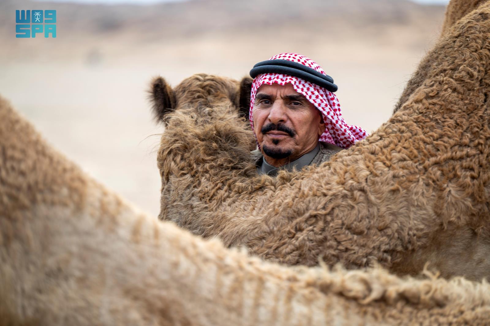 Saudi Arabia Celebrates its Rich Camel Heritage and Archaeological ...