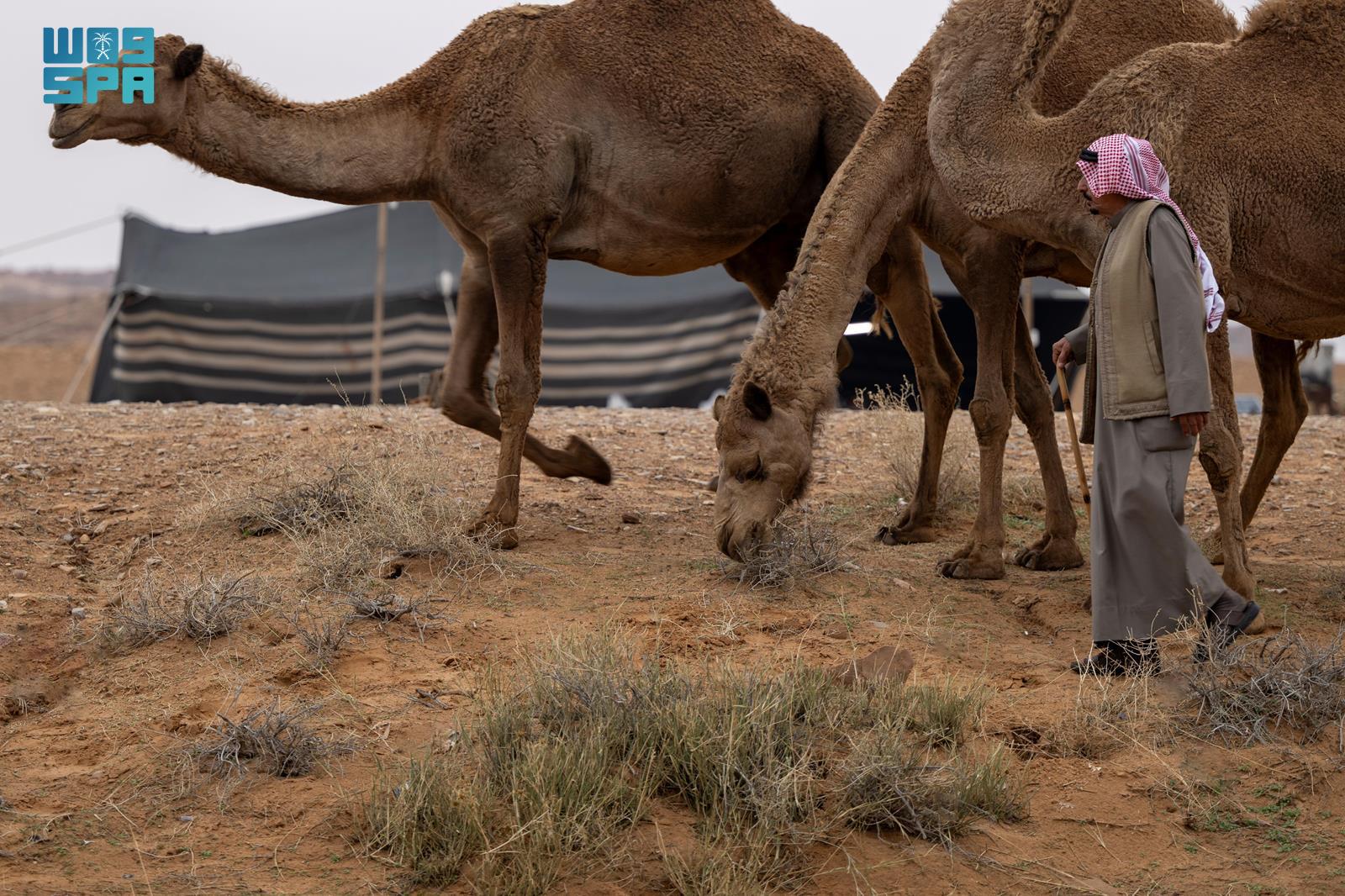 Saudi Arabia Celebrates its Rich Camel Heritage and Archaeological ...