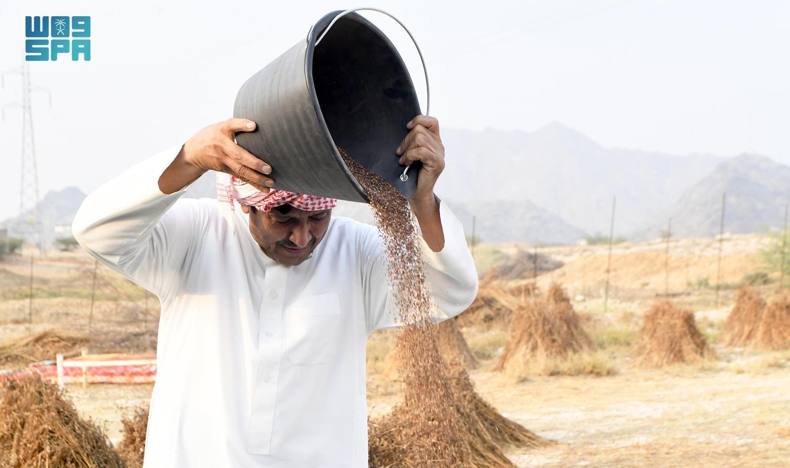 Sesame Plant Thrives in Asir Region during Winter
