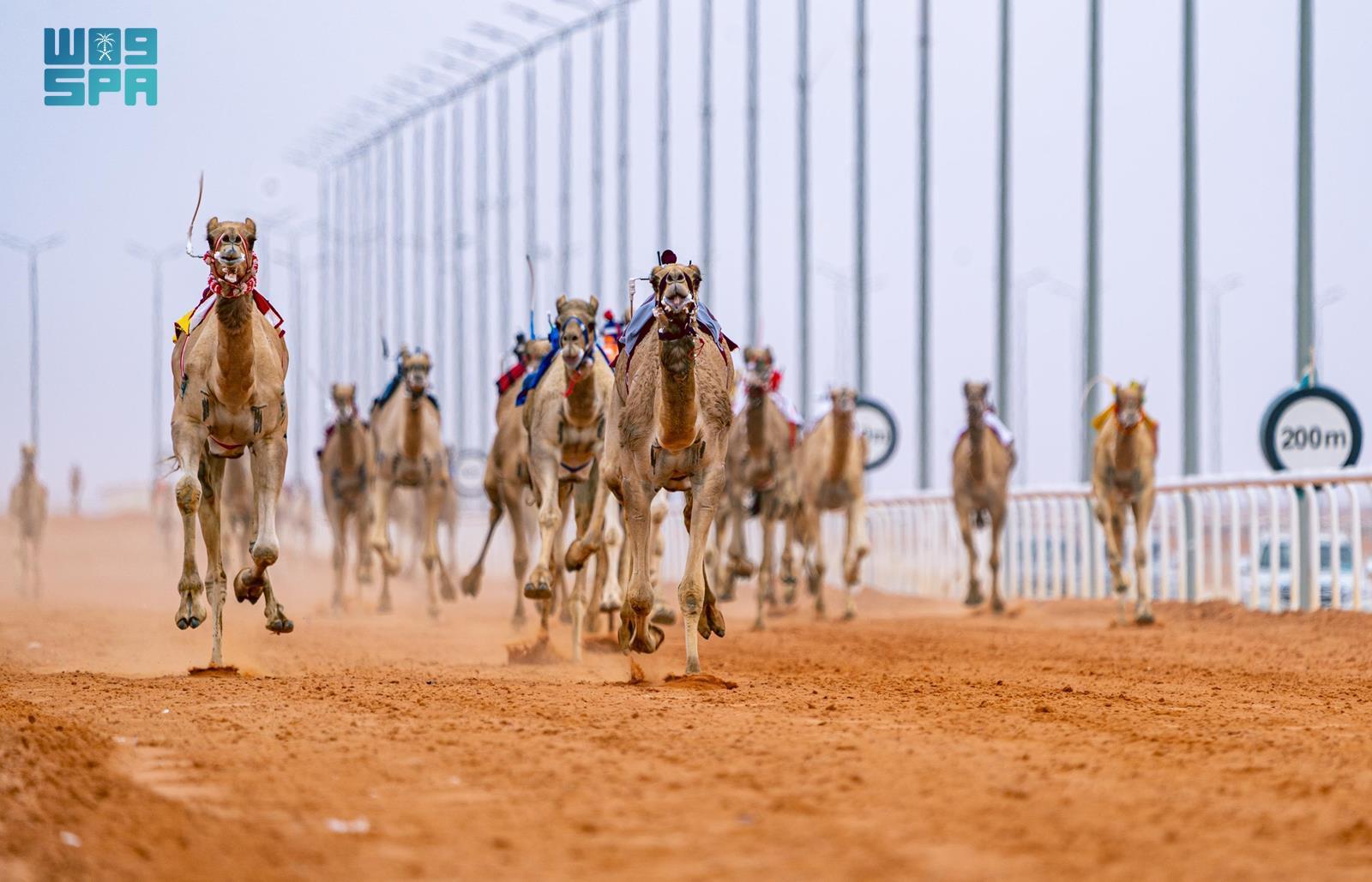 Year of the Camel: Honoring the Heritage and Resilience of Arabic Culture