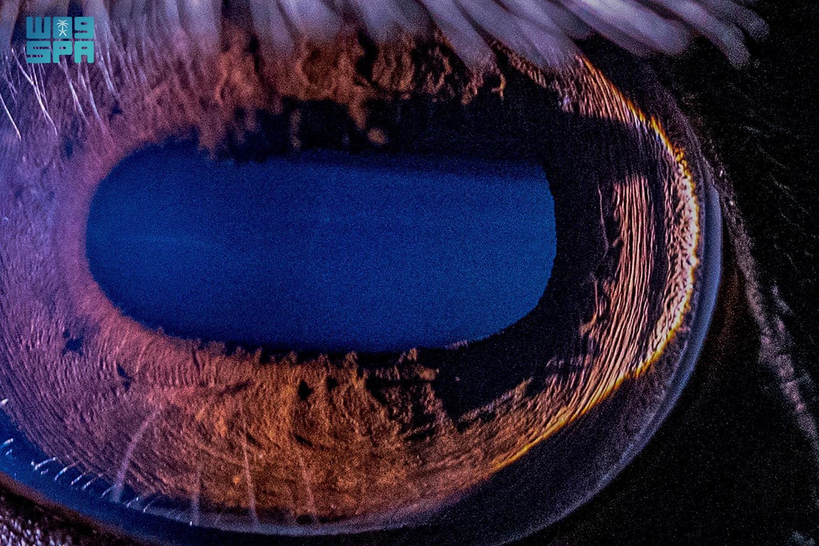 Discovering the Diversity of Animal Vision