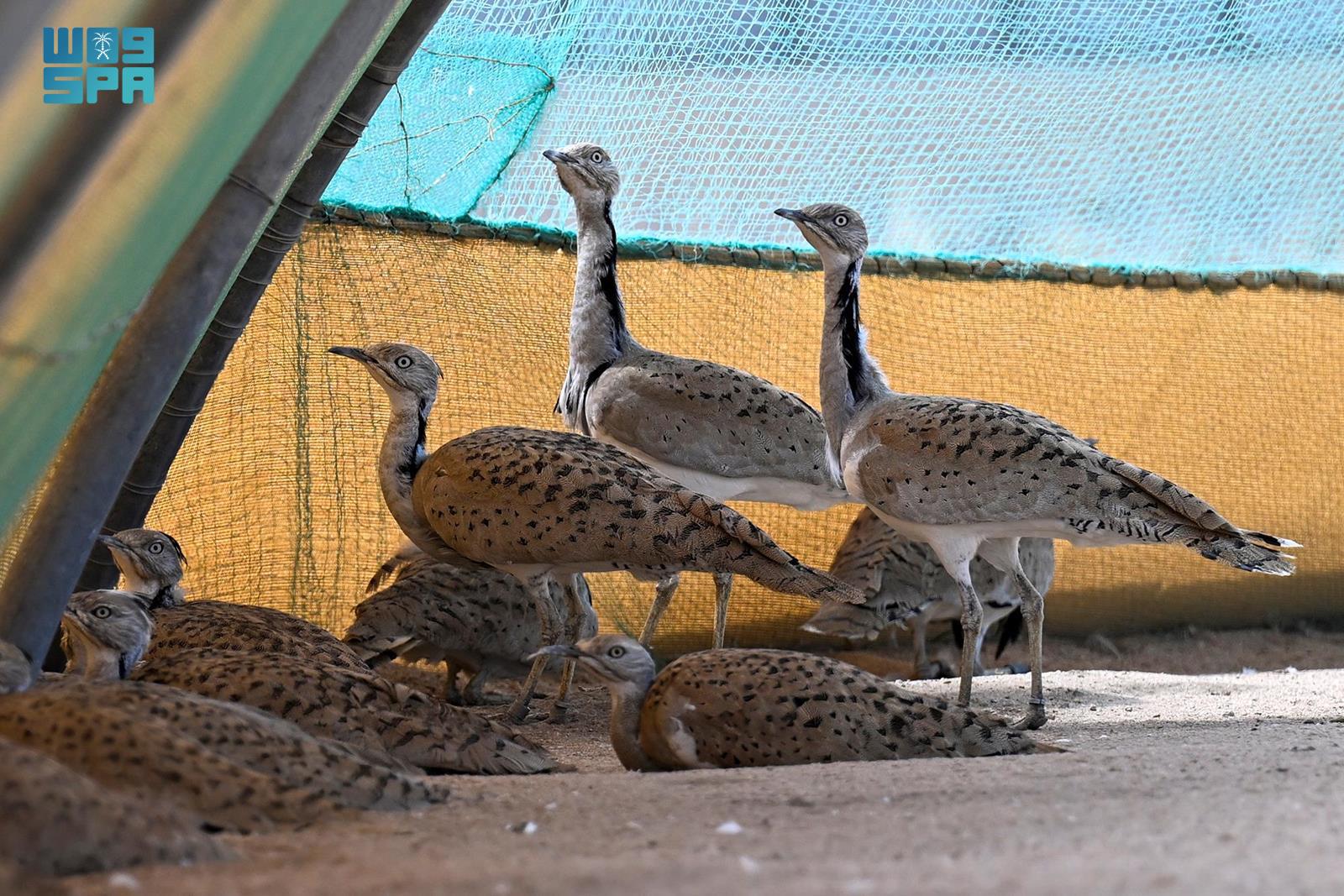 Houbara Bustard, Kingdom's Symbol of Natural Diversity