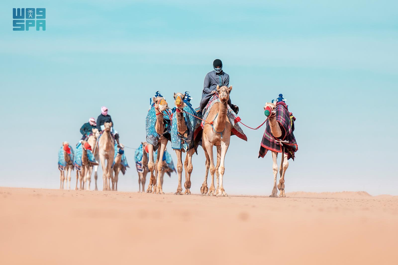 Year of the Camel: Honoring the Heritage and Resilience of Arabic Culture