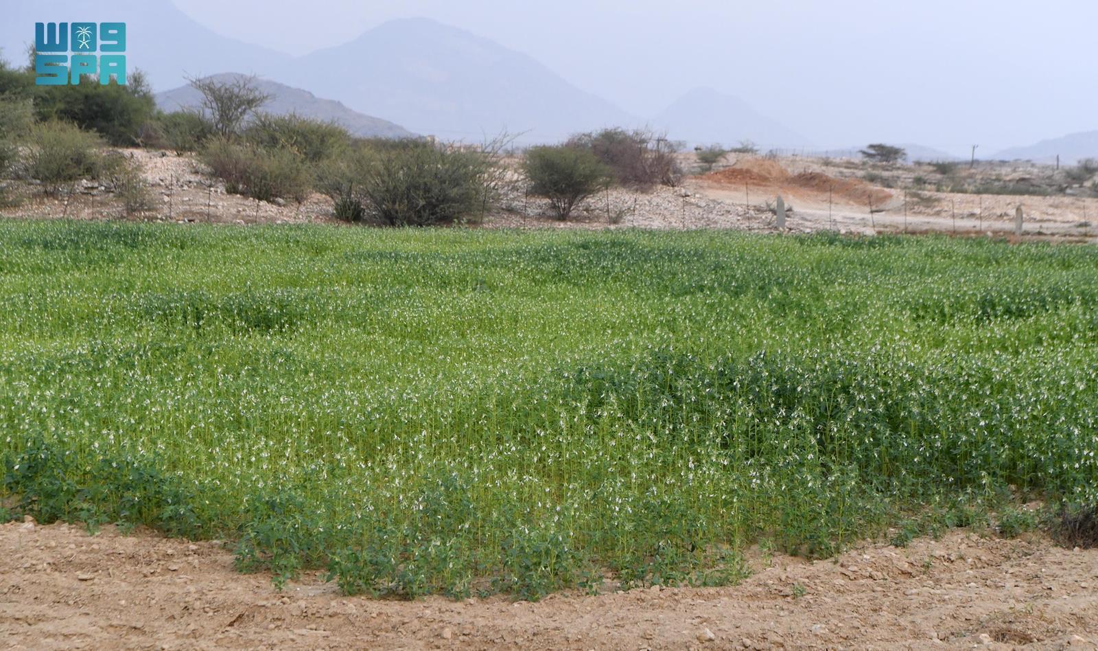 Sesame Plant Thrives in Asir Region during Winter
