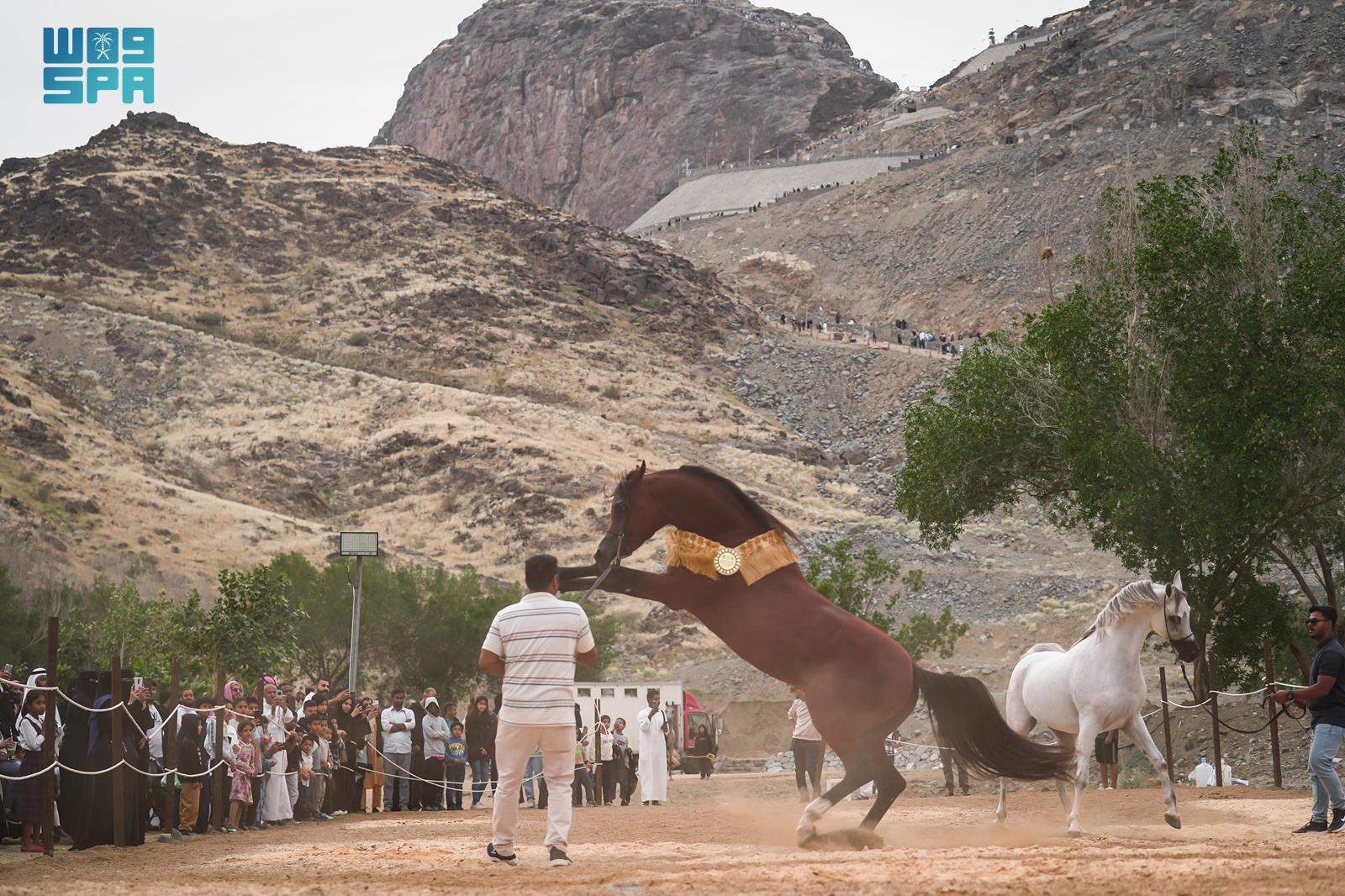 Arabian Horse Show Attracts Visitors to Hira Cultural District