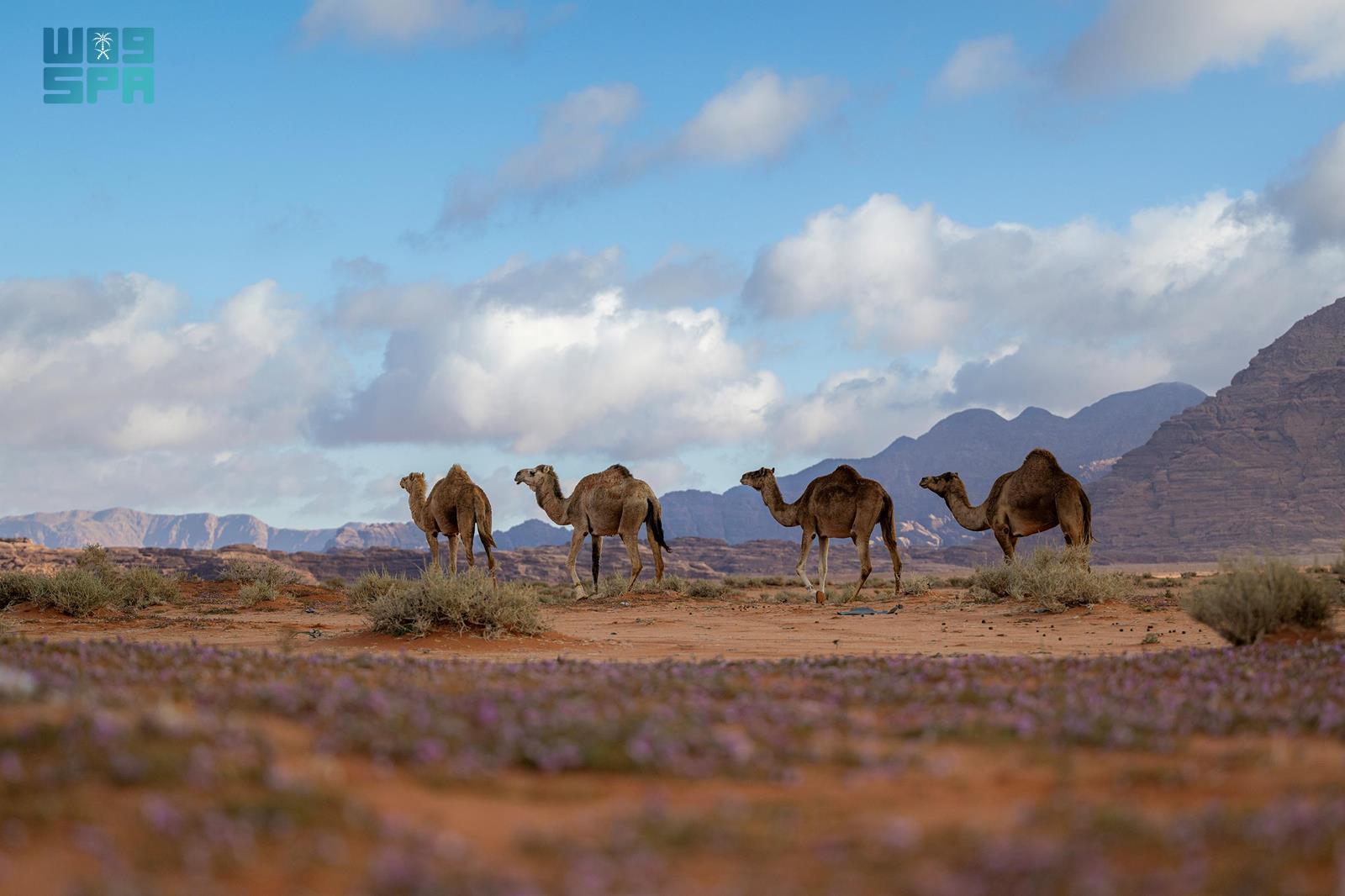 Alqan Village in Tabuk, a Tourist Destination with Stunning Scenery