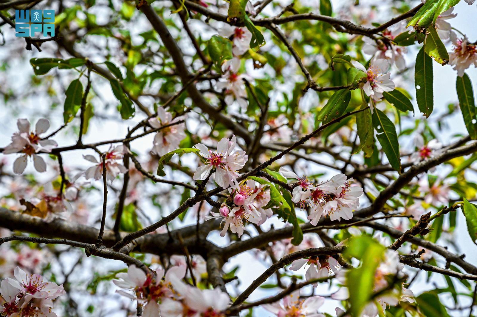 Al-Baha Mountains Adorned with Almond Trees’ White Flowers