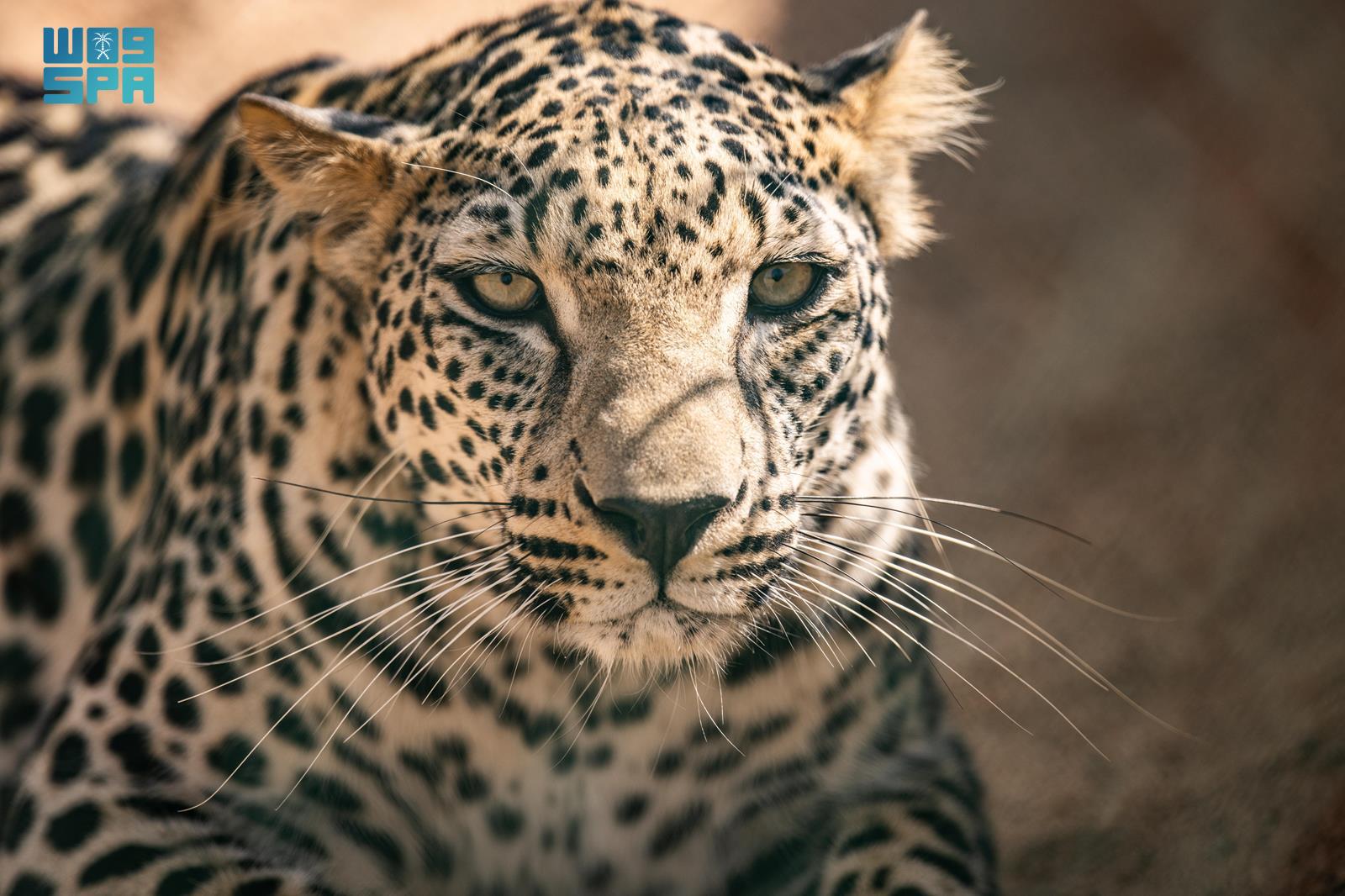 Royal Commission for AlUla Launches Campaign to Protect Arabian Leopard ...