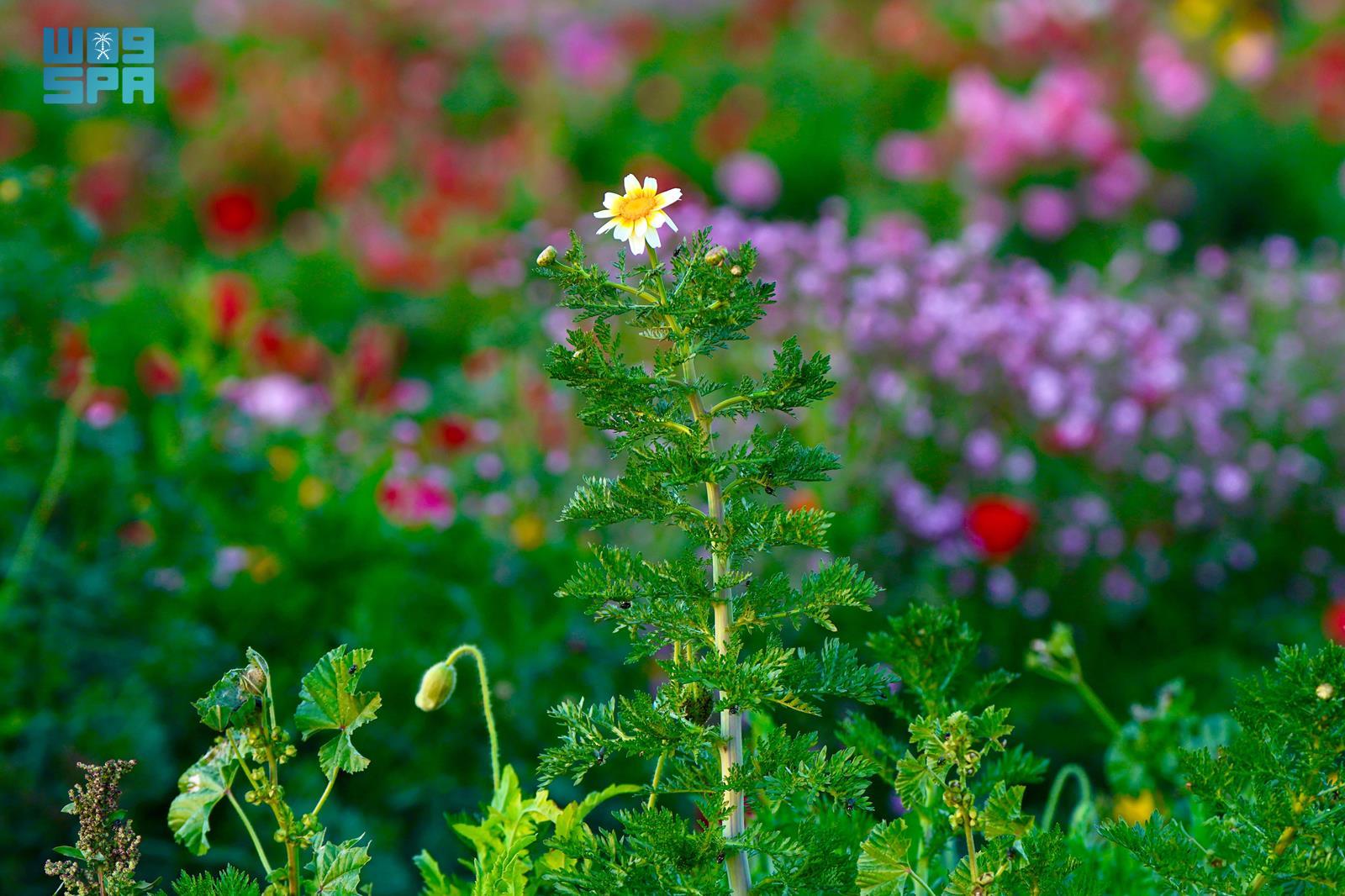 Spring Flowers in Saudi Arabia Blanket AlUla | Leaders