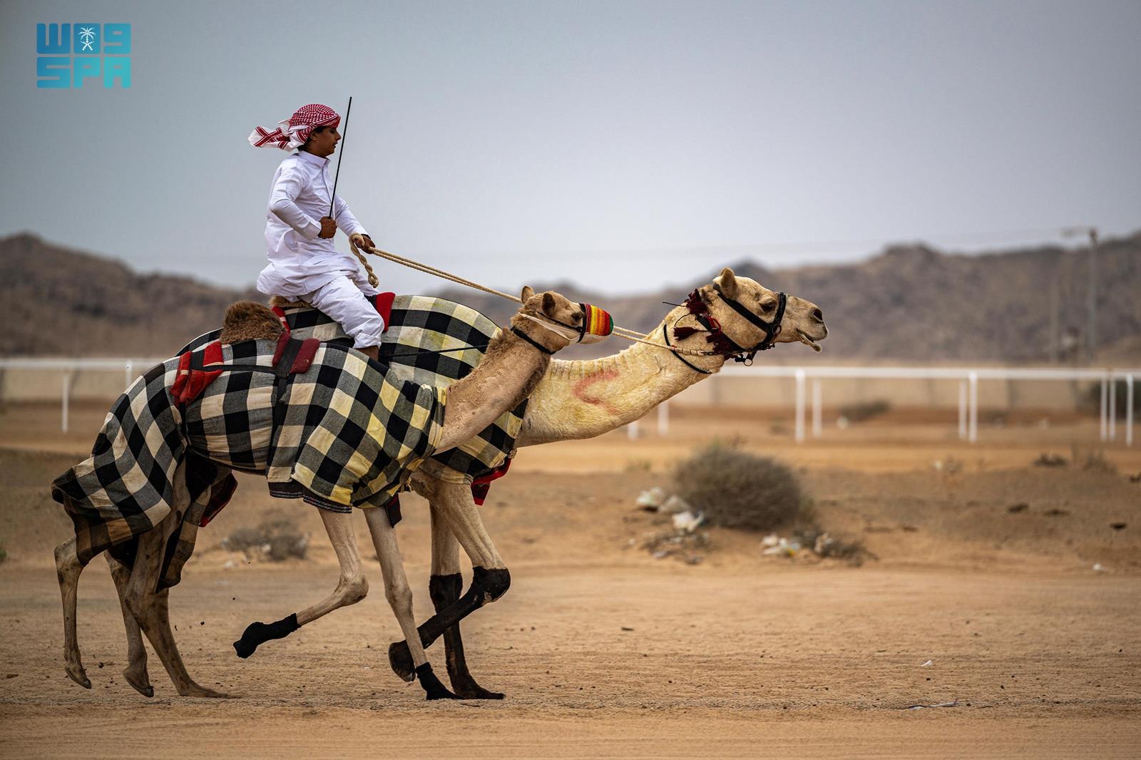 Saudi Arabia's Year of the Camel is 17-Year-Old Rider's Dream Comes True