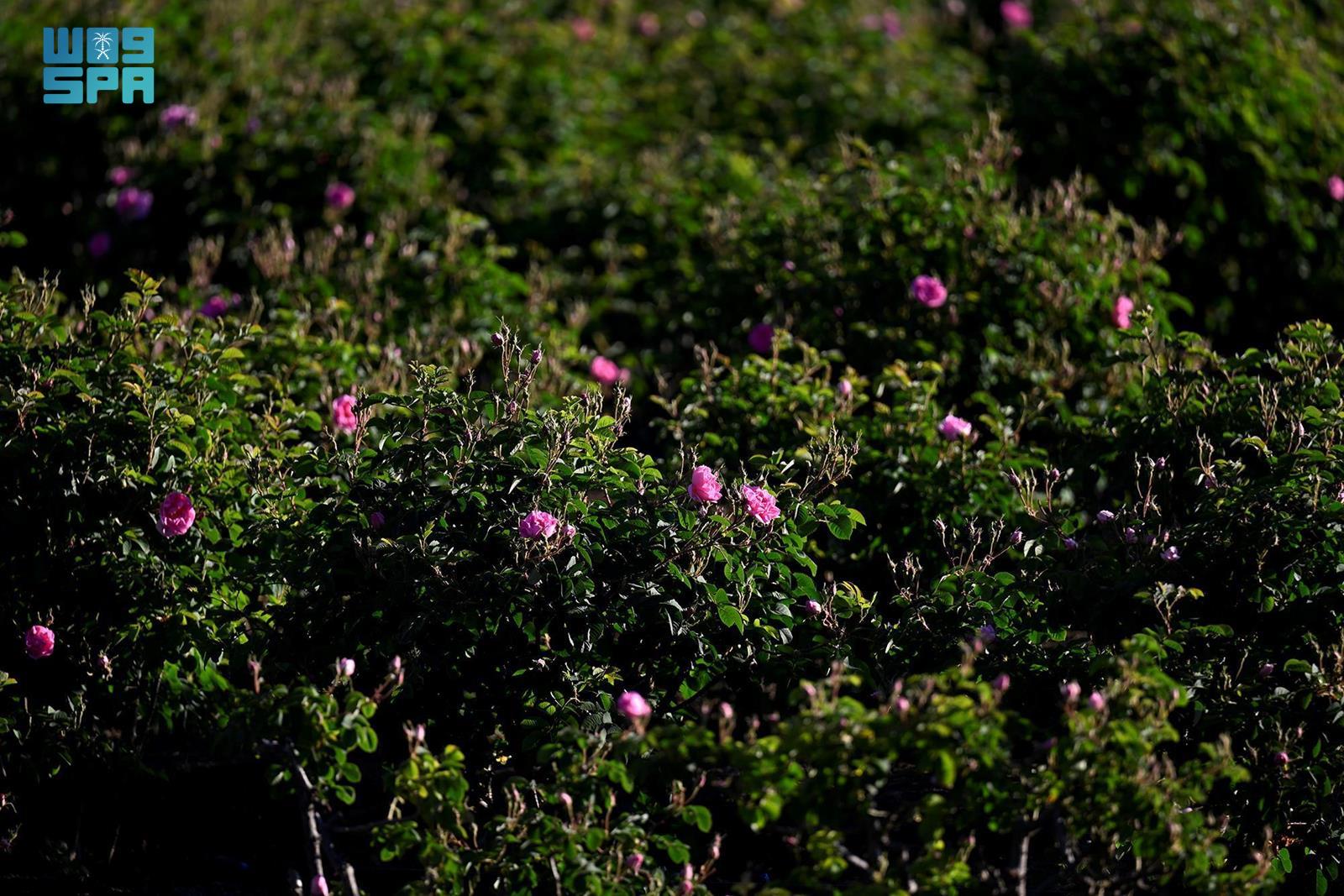 Taif Rose - A Blossoming Legacy of Fragrance and Tradition