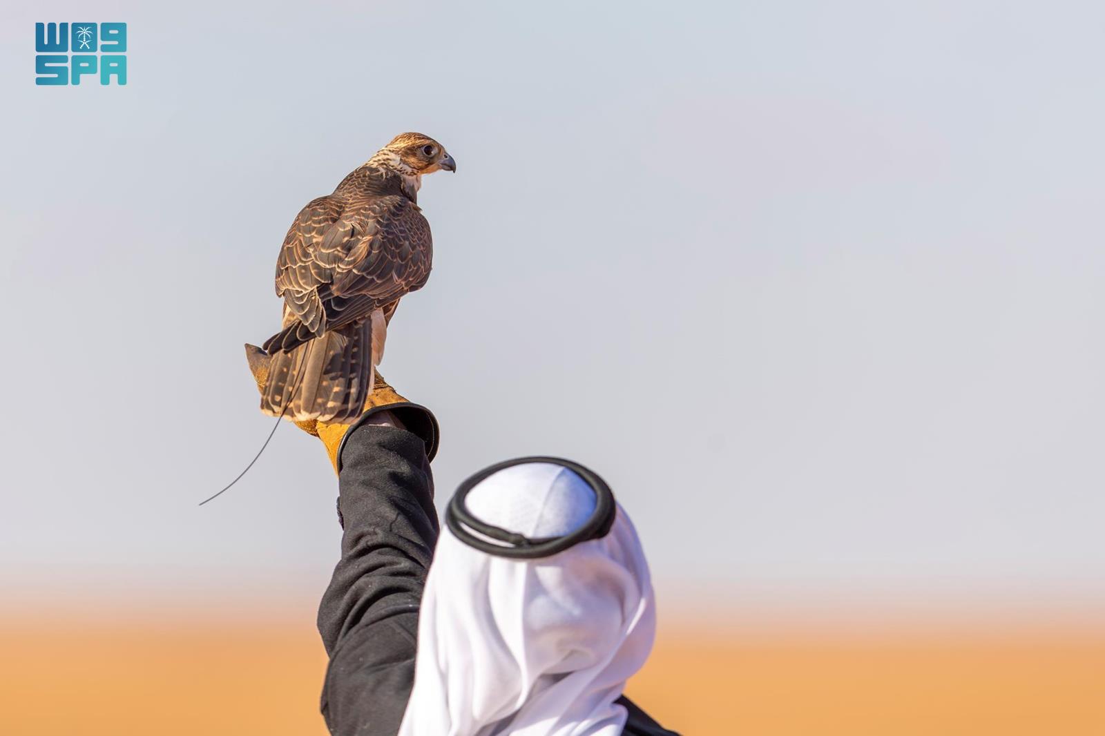 Falconers in Northern Saudi Arabia Prepare for Hunting Season