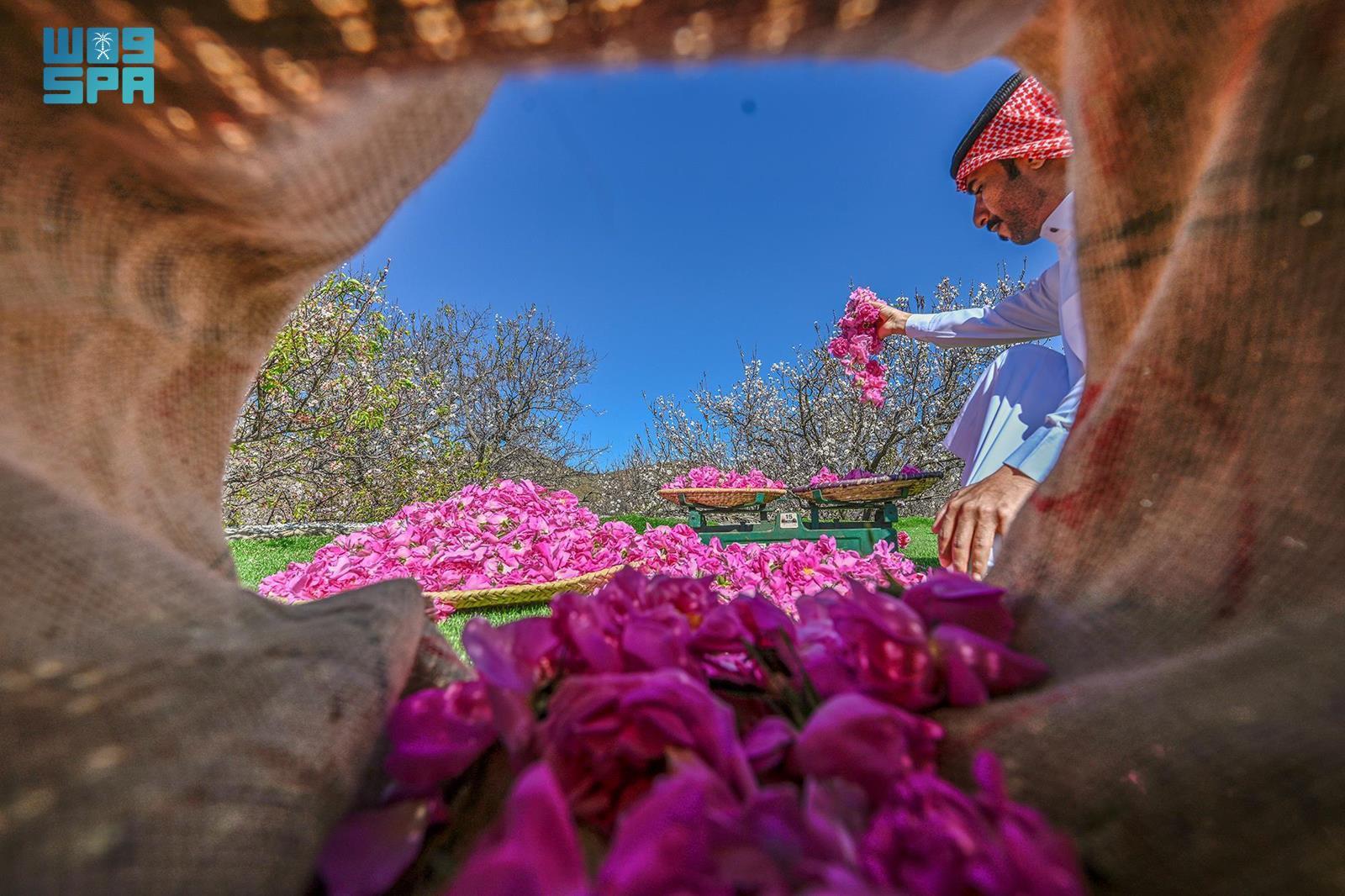 Les roses de Taïf, un pilier attractif dans les festivals locaux et ...
