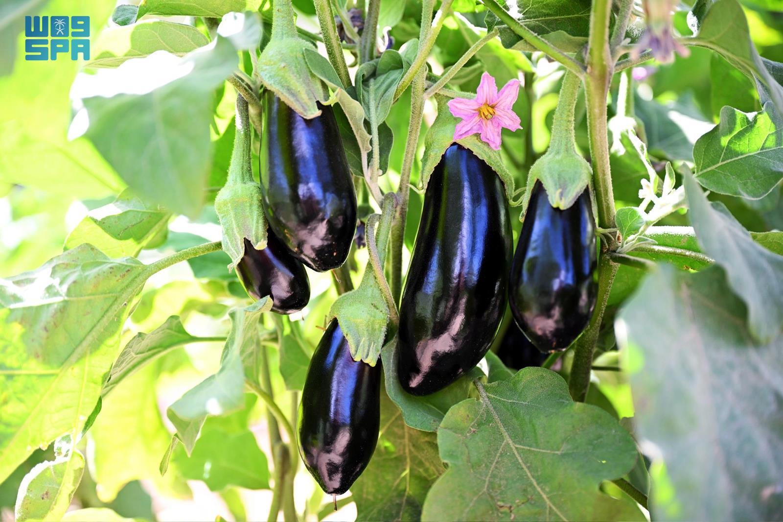 Agriculture in AlUla Contributes to Saudi Economy | Leaders
