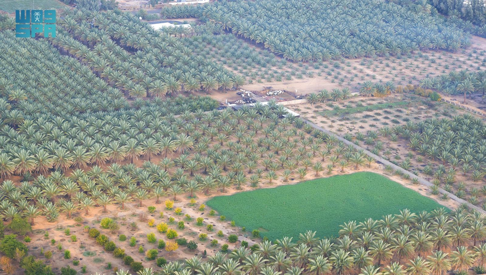 Date Palm Cultivation in AlUla Sees Increased Productivity