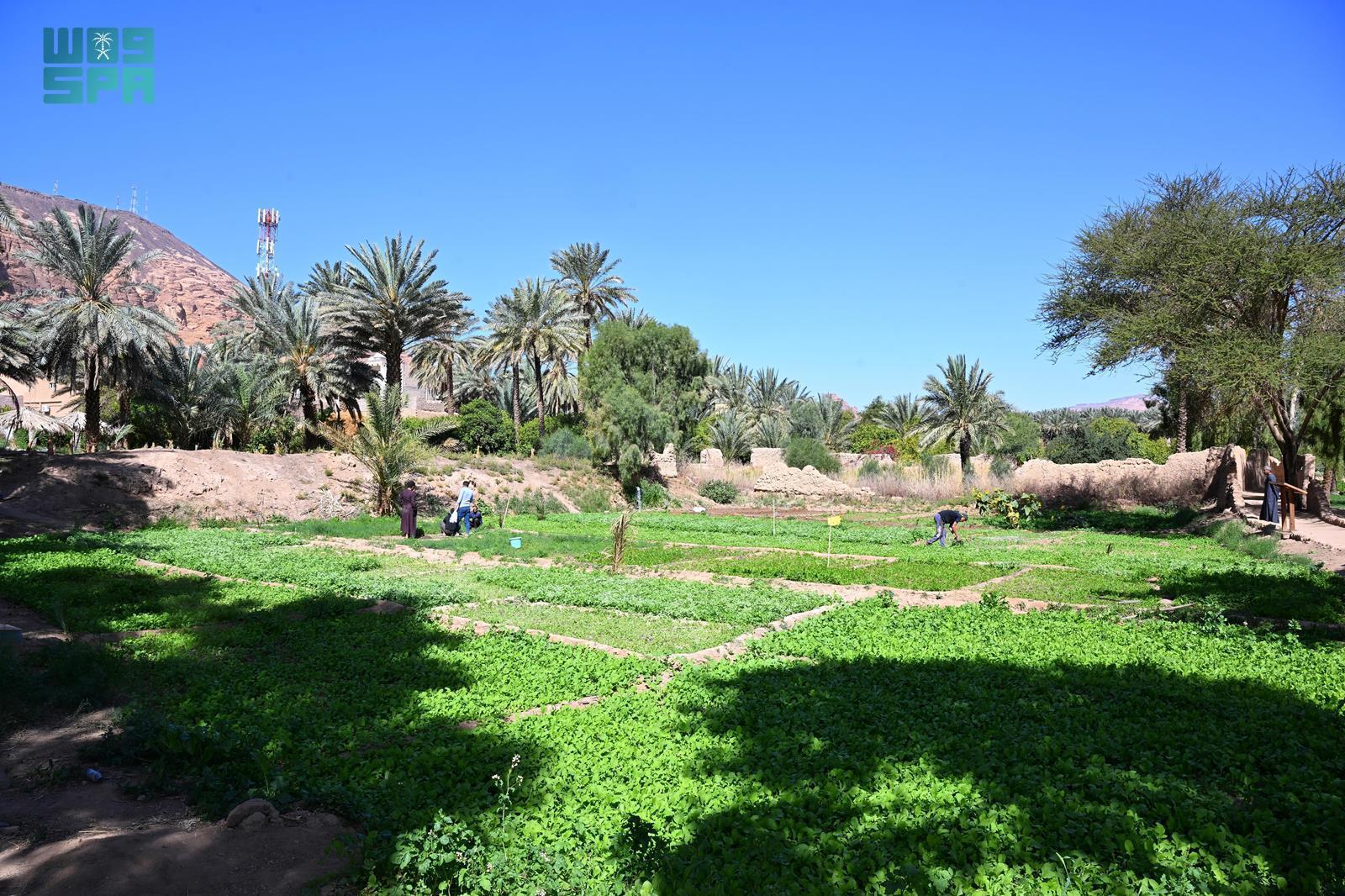 AlUla -- A Flourishing Oasis that Feeds the Region