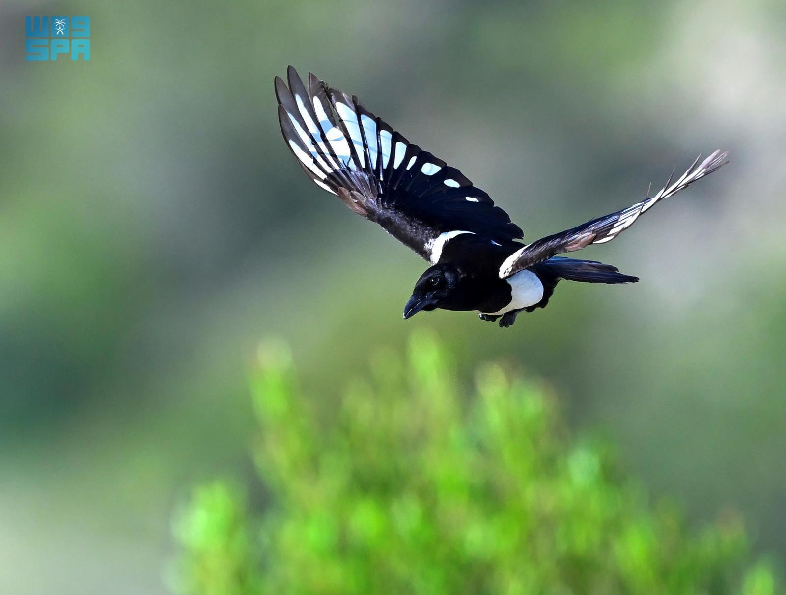 Saudi Arabia's Asir Magpie Faces Conservation Challenges