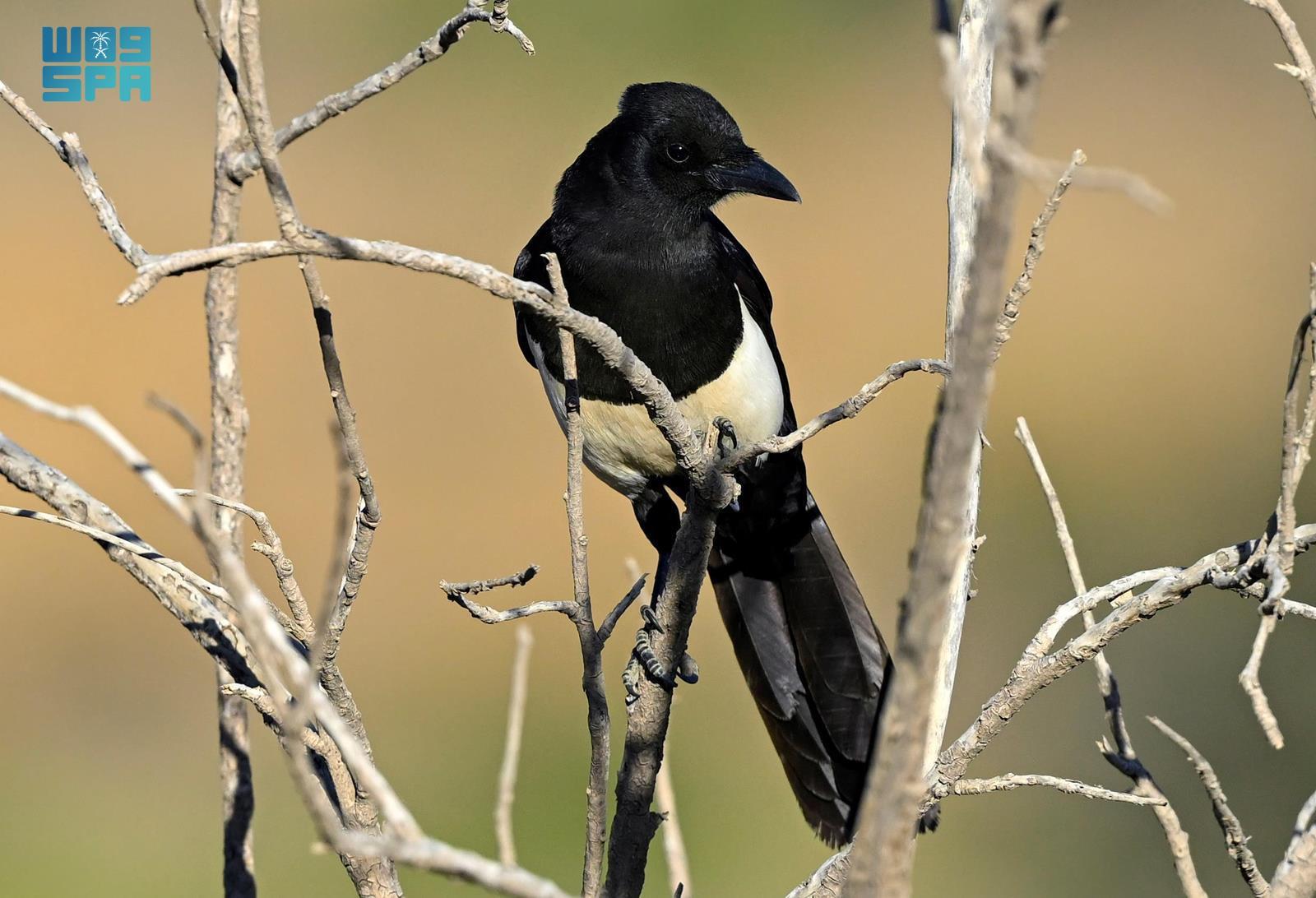 Saudi Arabia's Asir Magpie Faces Conservation Challenges
