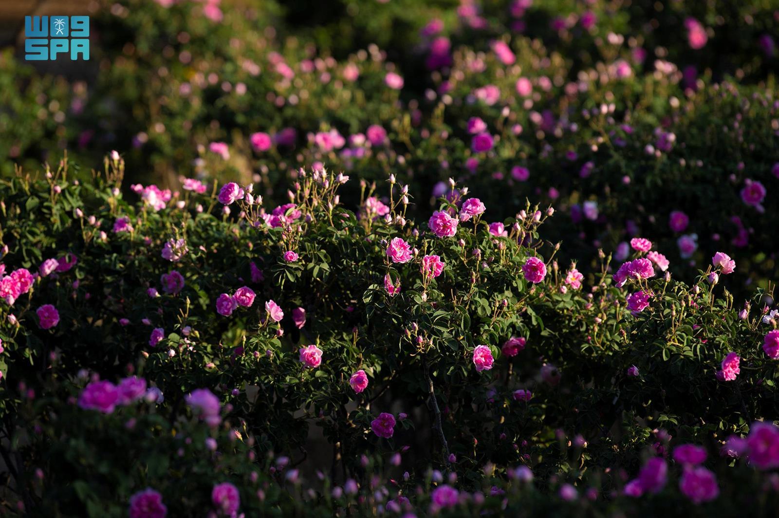 Reef Saudi: Saudi Arabia to Produce Two Billion Roses by 2026.