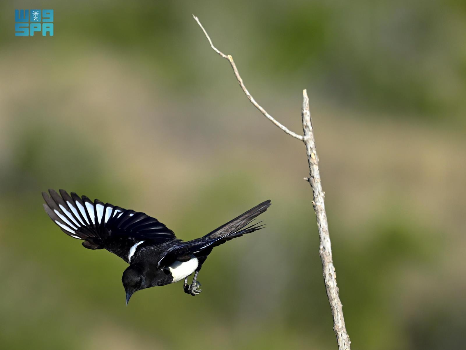 Saudi Arabia's Asir Magpie Faces Conservation Challenges