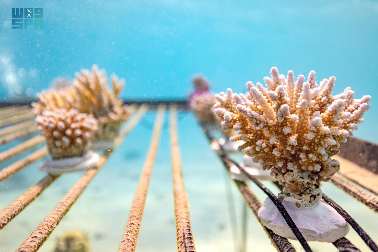 KAUST and NEOM Unveil the World's Largest Coral Restoration Project