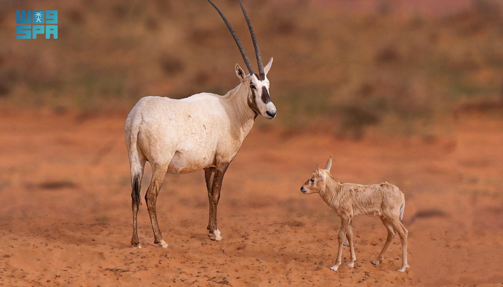 Arabian Oryx Enriches the Environment, Imam Turki Nature Reserve ...