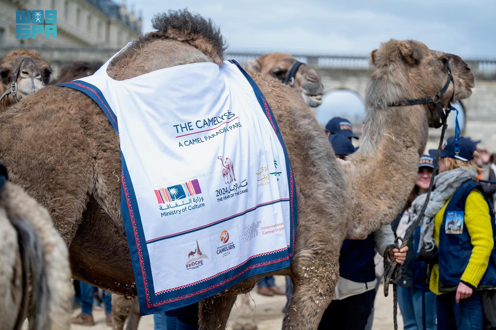 Saudi Arabia Joins Paris Camel Parade to Celebrate UN's Year of ...
