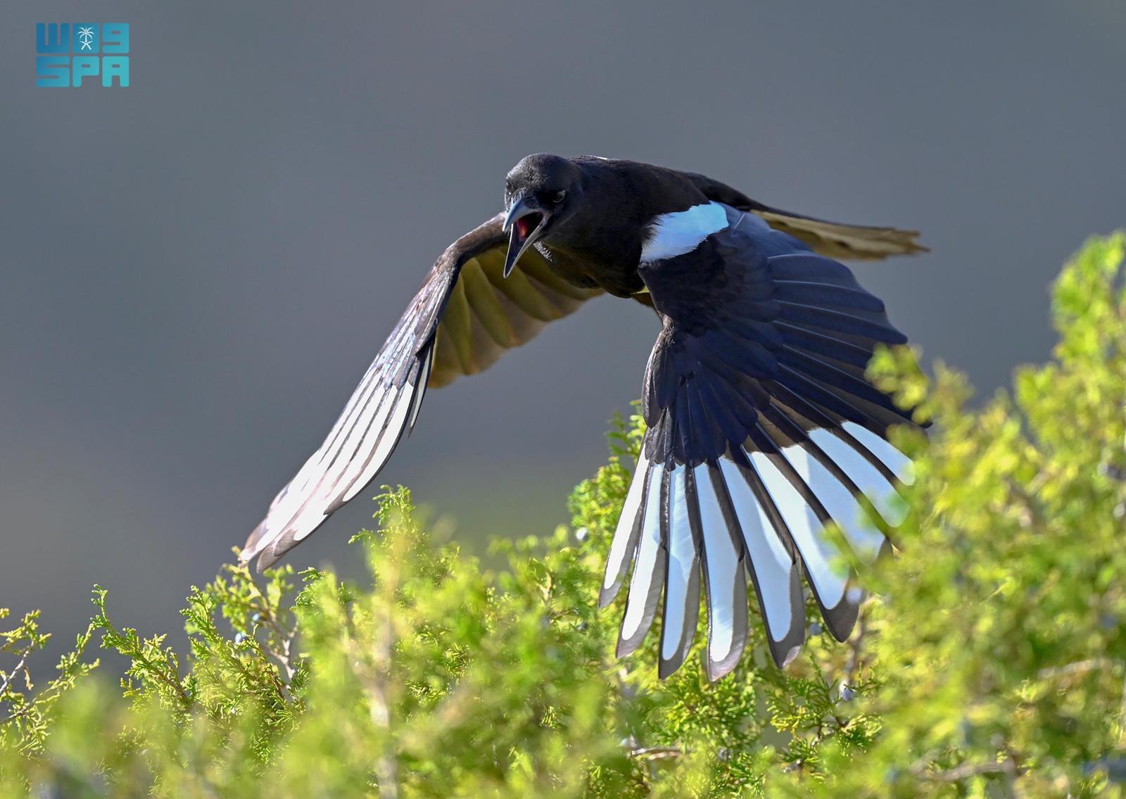 Saudi Arabia's Asir Magpie Faces Conservation Challenges