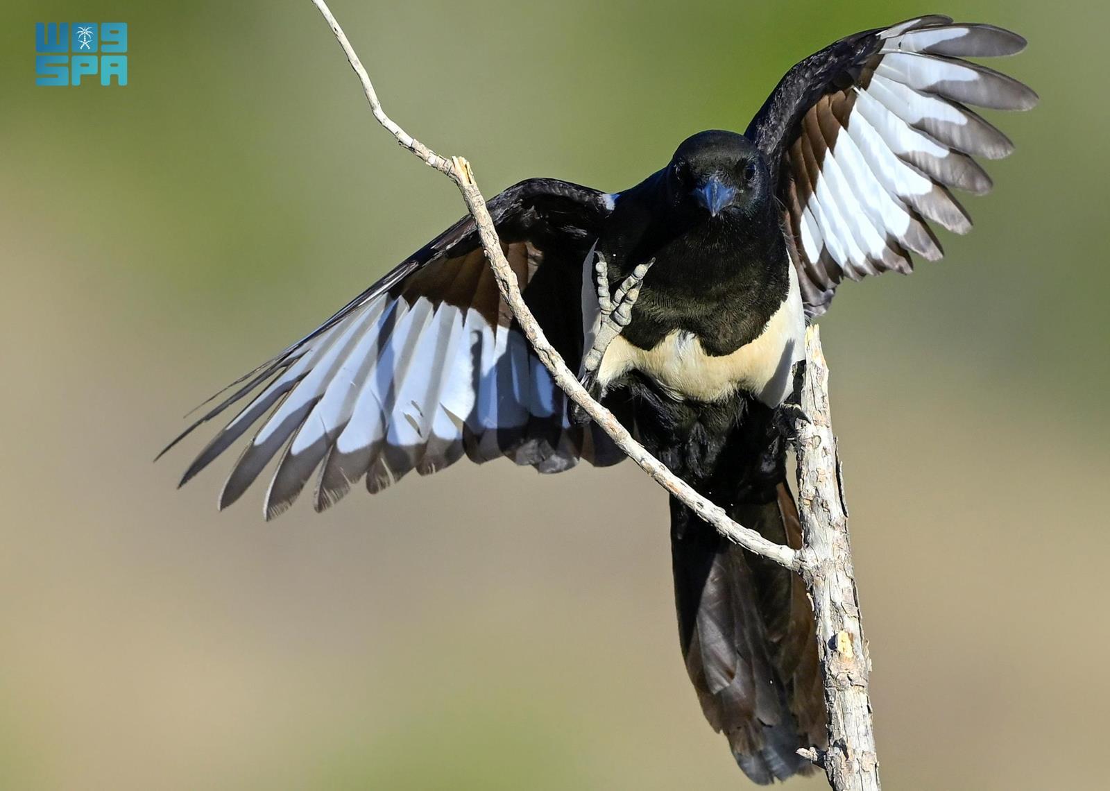 Saudi Arabia's Asir Magpie Faces Conservation Challenges