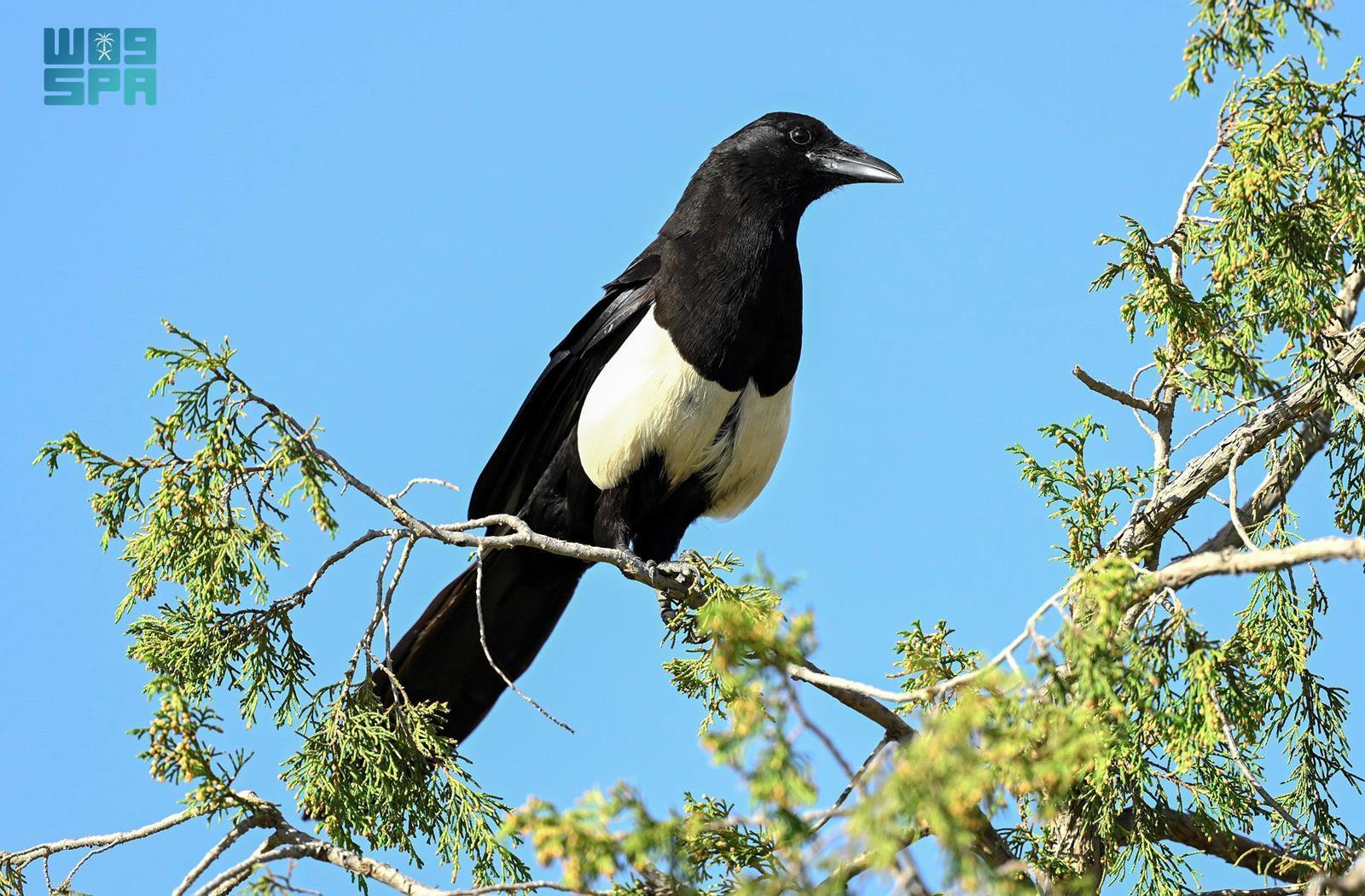 Saudi Arabia's Asir Magpie Faces Conservation Challenges