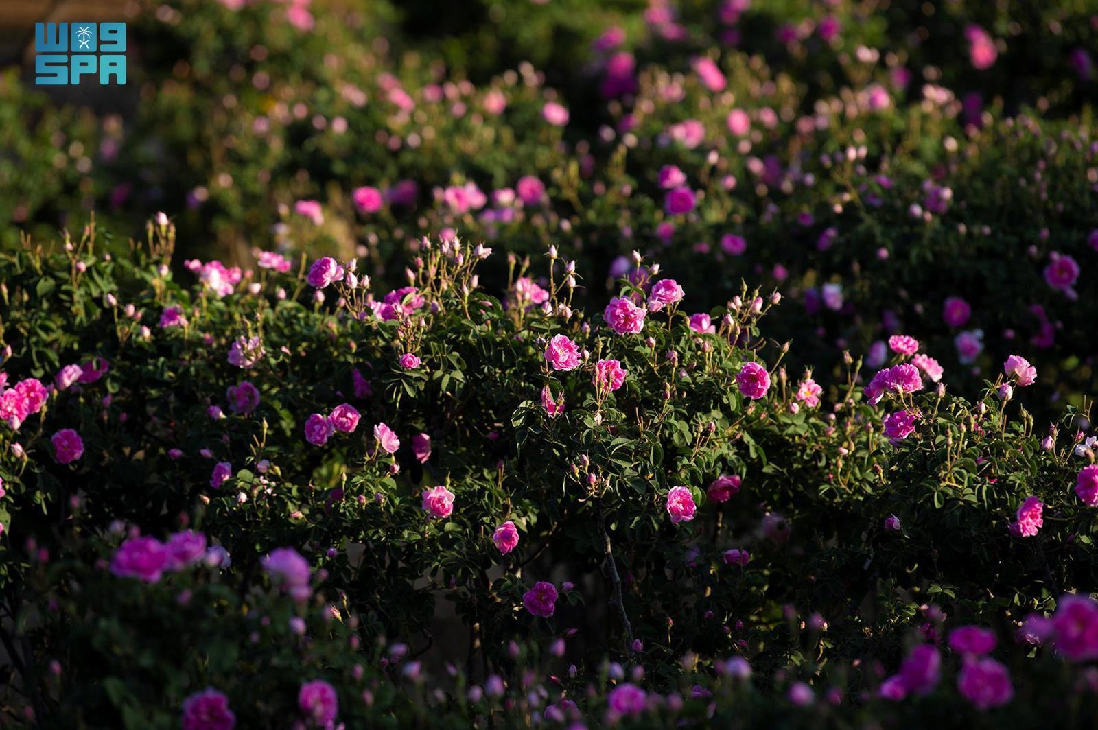 Taif Rose Farms Bloom with over 550 Million Roses Annually
